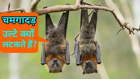 चमगादड़ उल्टा क्यों लटकते हैं? | Chamgadar ulta kyu latakta hai » Hindi ...