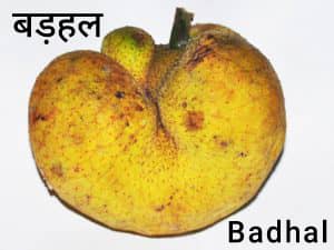 100 Fruits Name in Hindi and English | 100 फलों के नाम हिंदी और इंग्लिश ...
