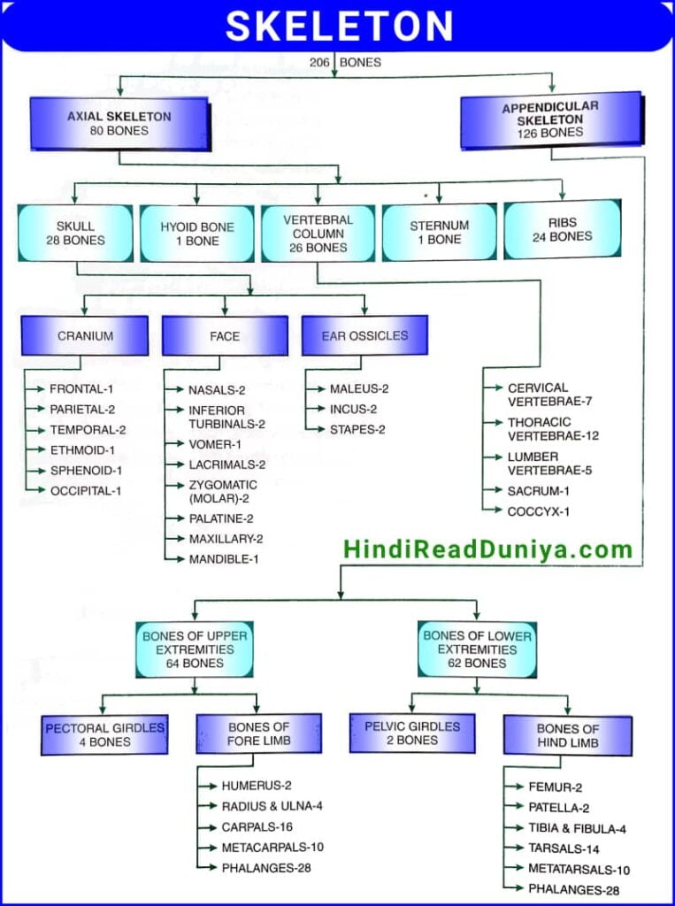 206 Bones Name List With Pictures Skeletal System In Hindi And 