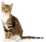 abcd Chart, 1st 2nd 3rd 4th abcd | ABCD English Alphabet in Hindi ...