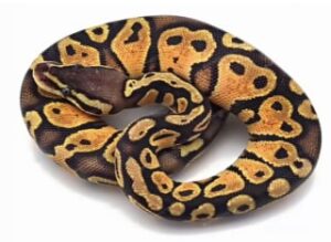 Indian Snake Name in Hindi and English | 21 सांपों के नाम हिंदी और ...