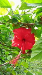 गुड़हल का फूल कैसा होता है - Gudhal Ka Phool Kaisa Hota Hai (Hibiscus ...